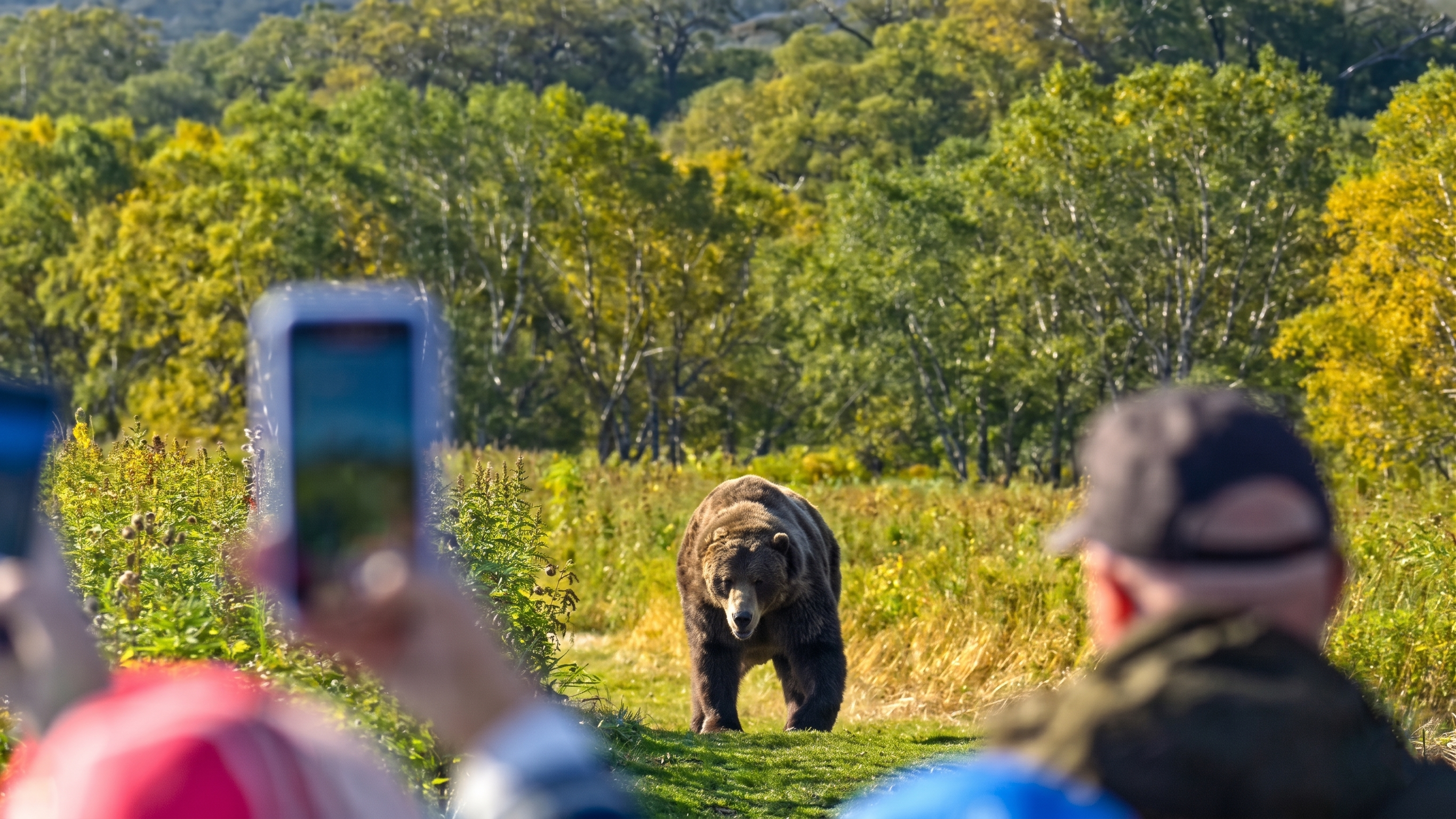 These tourists thought they were safe - then the bear started getting ...