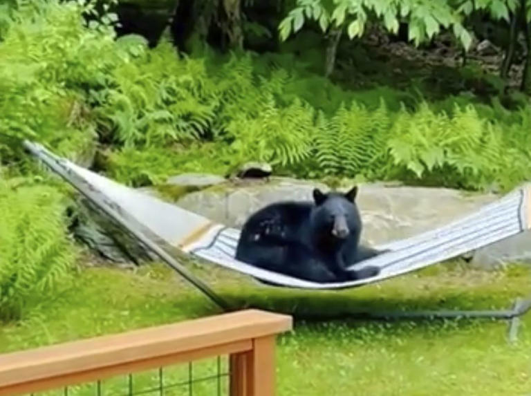Vermont wildlife board votes down proposal to allow bear baiting