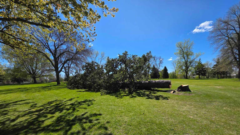 Golf club's dismay after vandal cuts down century-old tree