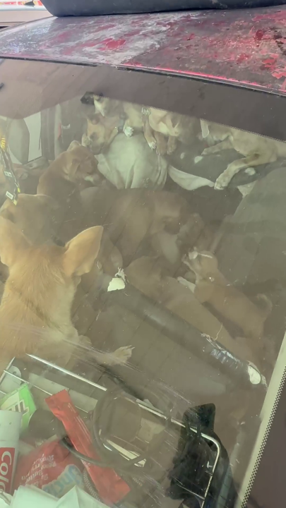 Deputies working with man found with 36 dogs in his car