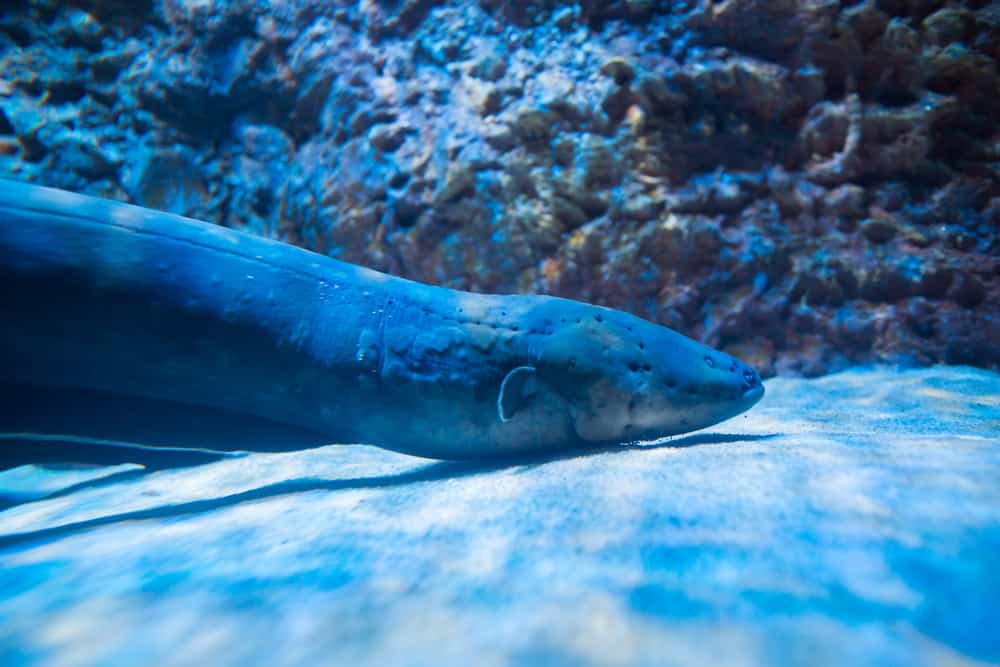 Crocodile bites an electric eel and quickly finds out why that was a ...