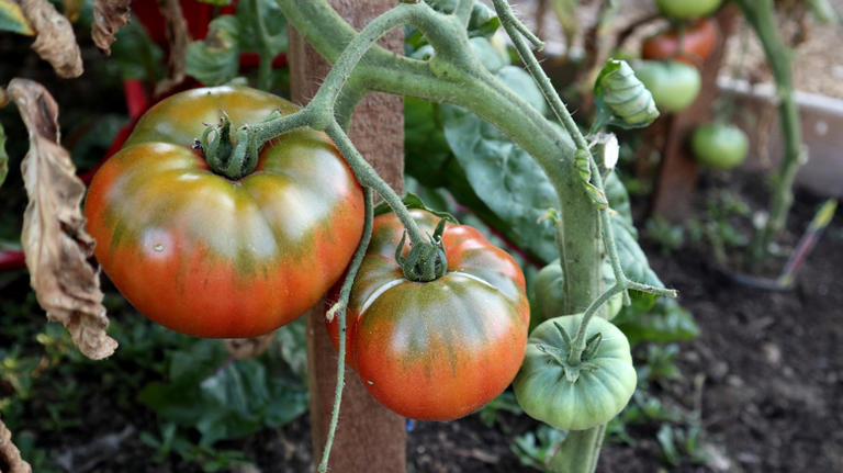 Ditch the chemicals: The companion plant that'll block out weeds in ...