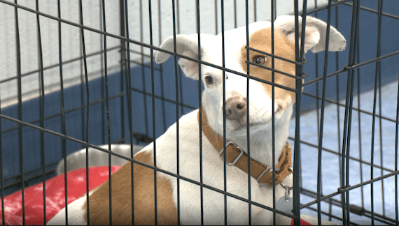 Pet Helpers pauses dog intake amid overcrowding