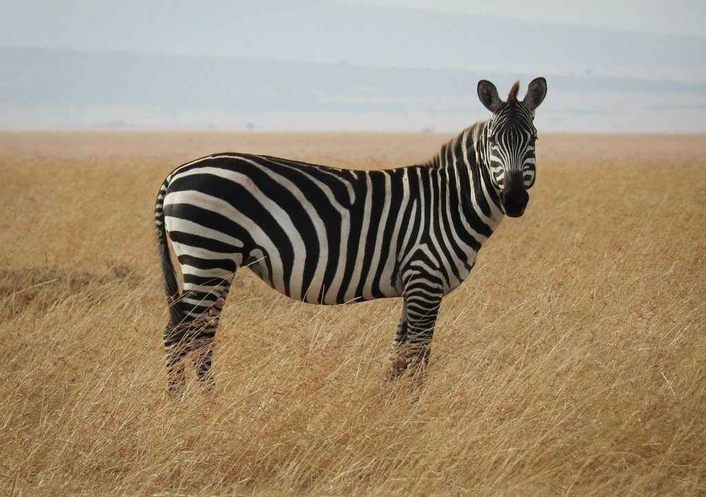 Why you should never try to feed a wild zebra