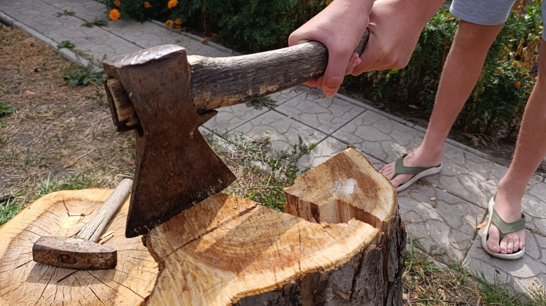 Mistakes everyone makes when removing a tree stump from their yard