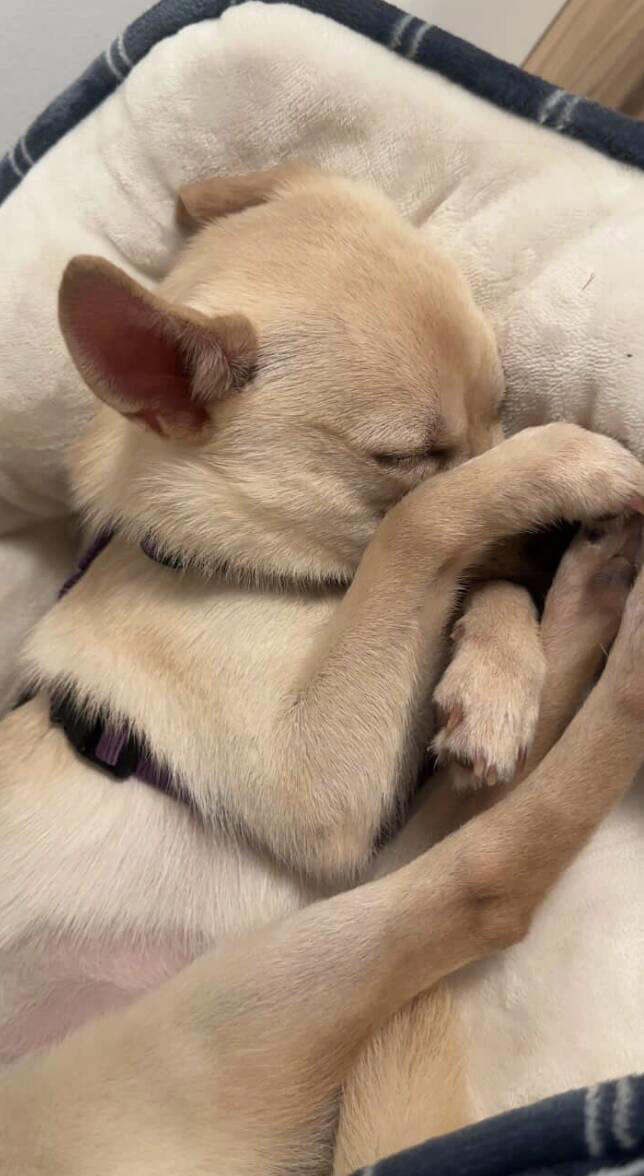 ‘Needy’ dog left in woods days after her adoption comes running when ...