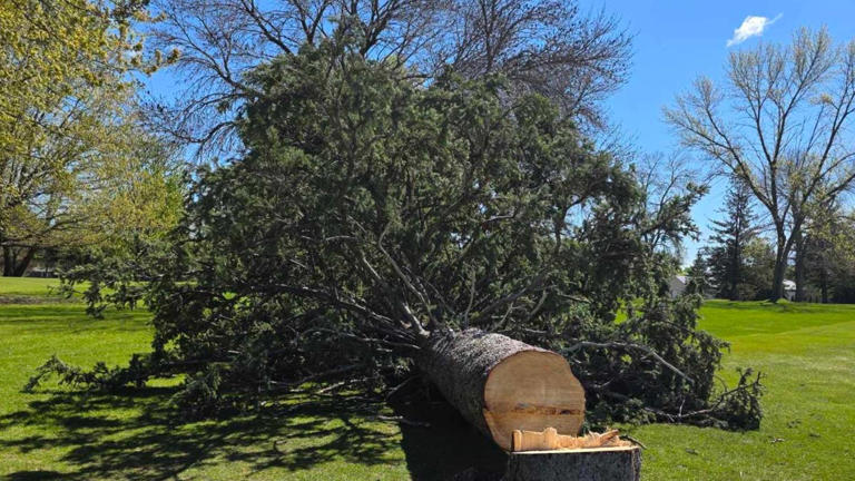 Golf club's dismay after vandal cuts down century-old tree