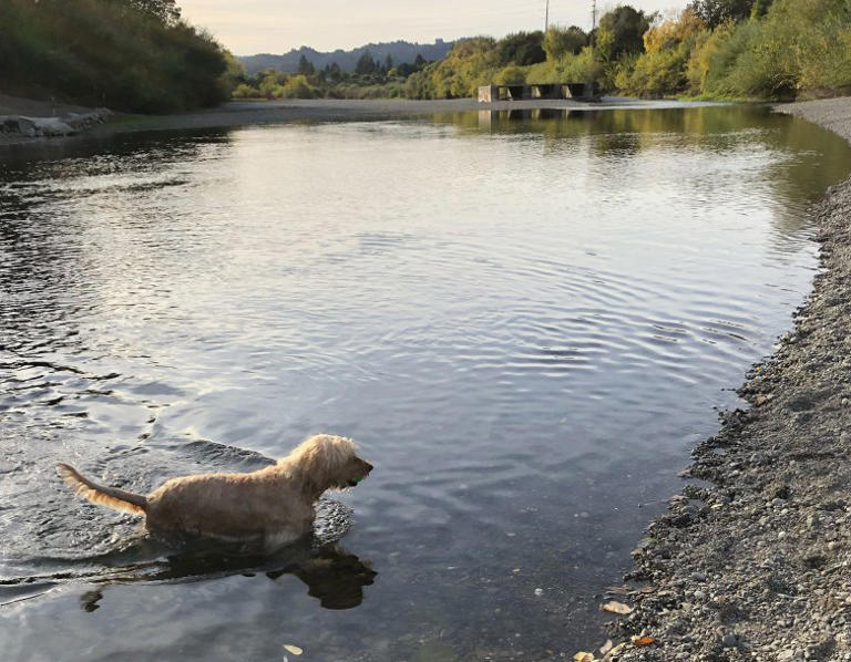 Lines in the sand: Russian River homeowners and paddlers clash over ...