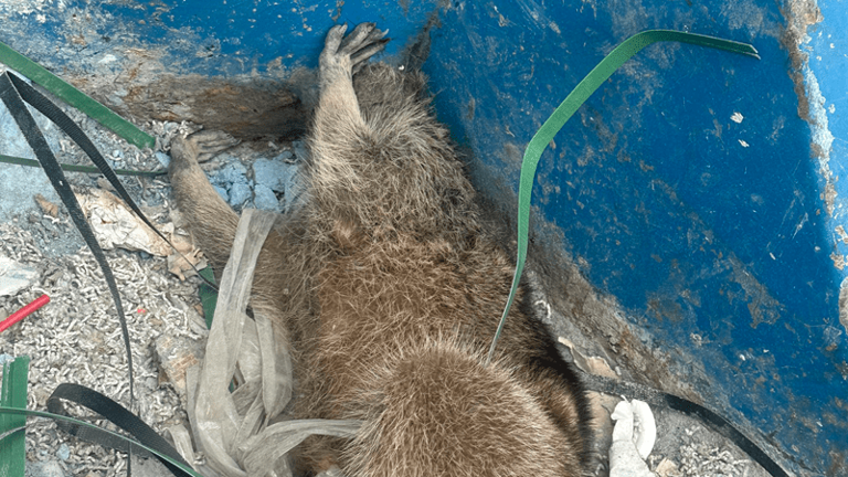 Rocket the raccoon saved after getting head stuck in dumpster in North ...