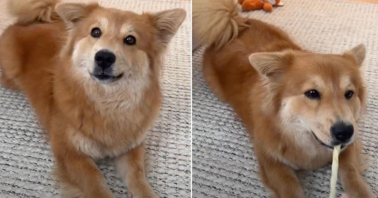 Adopted dog can't stop wagging tail as she makes new request to mom
