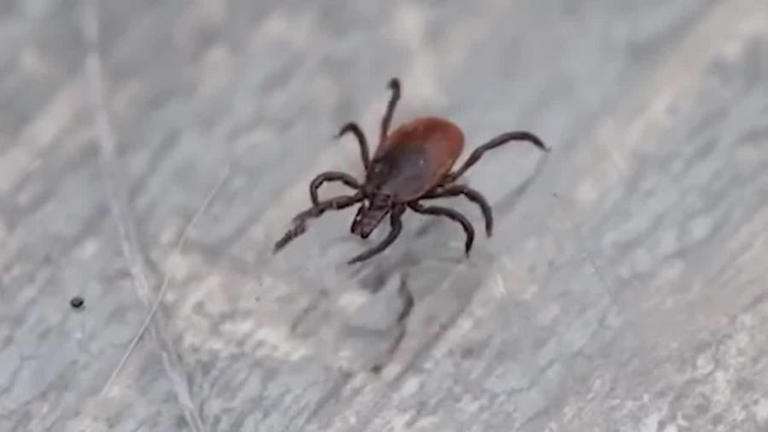 Lyme disease cases rising in Northeast Ohio pets: 'It's a tiny, tiny ...