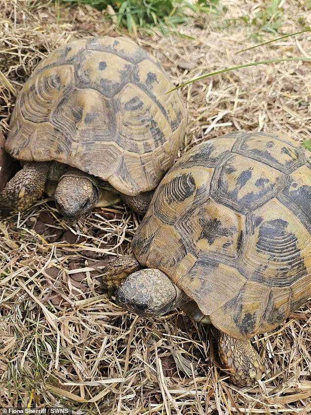 A tortoise missing for eight months is found 300 yards away