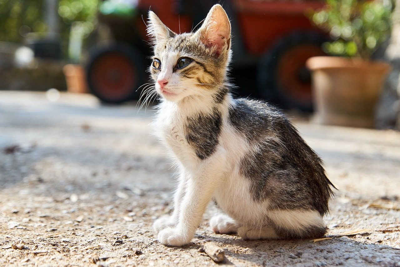 How a needy stray kitten demanded to be saved