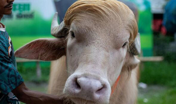 Albino buffalo named 'Donald Trump' to be slaughtered after becoming ...
