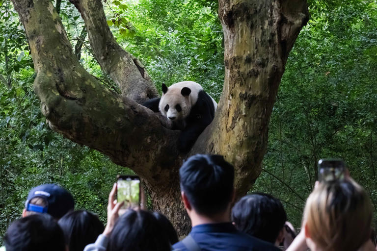 Beyond the pandas, Chengdu is China’s LGBTQ capital and a gastronomic gem