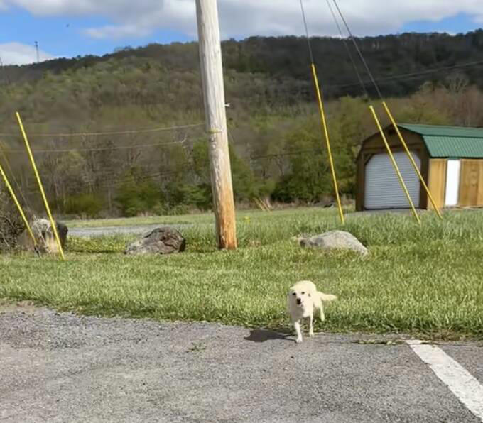 ‘Needy’ dog left in woods days after her adoption comes running when ...