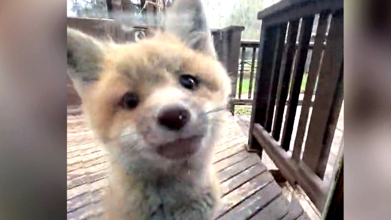 Fox family takes up residence under southeast Manitoba deck