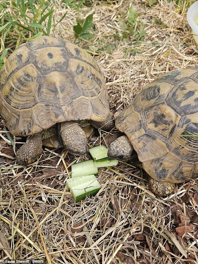 A tortoise missing for eight months is found 300 yards away