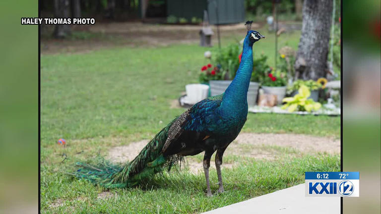 Peacock on the loose in Johnston County