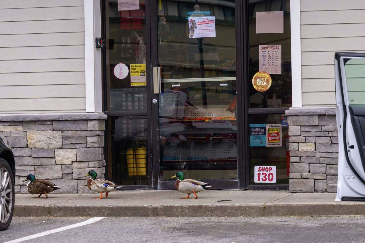 Man, 83, stabbed at Stewart's on Circular Street in Saratoga Springs