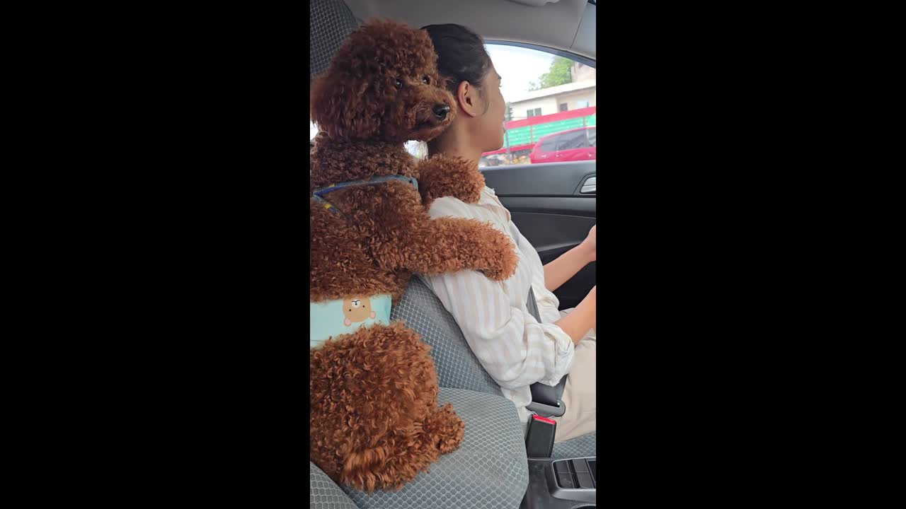 Poodle clings to owner as she drives home