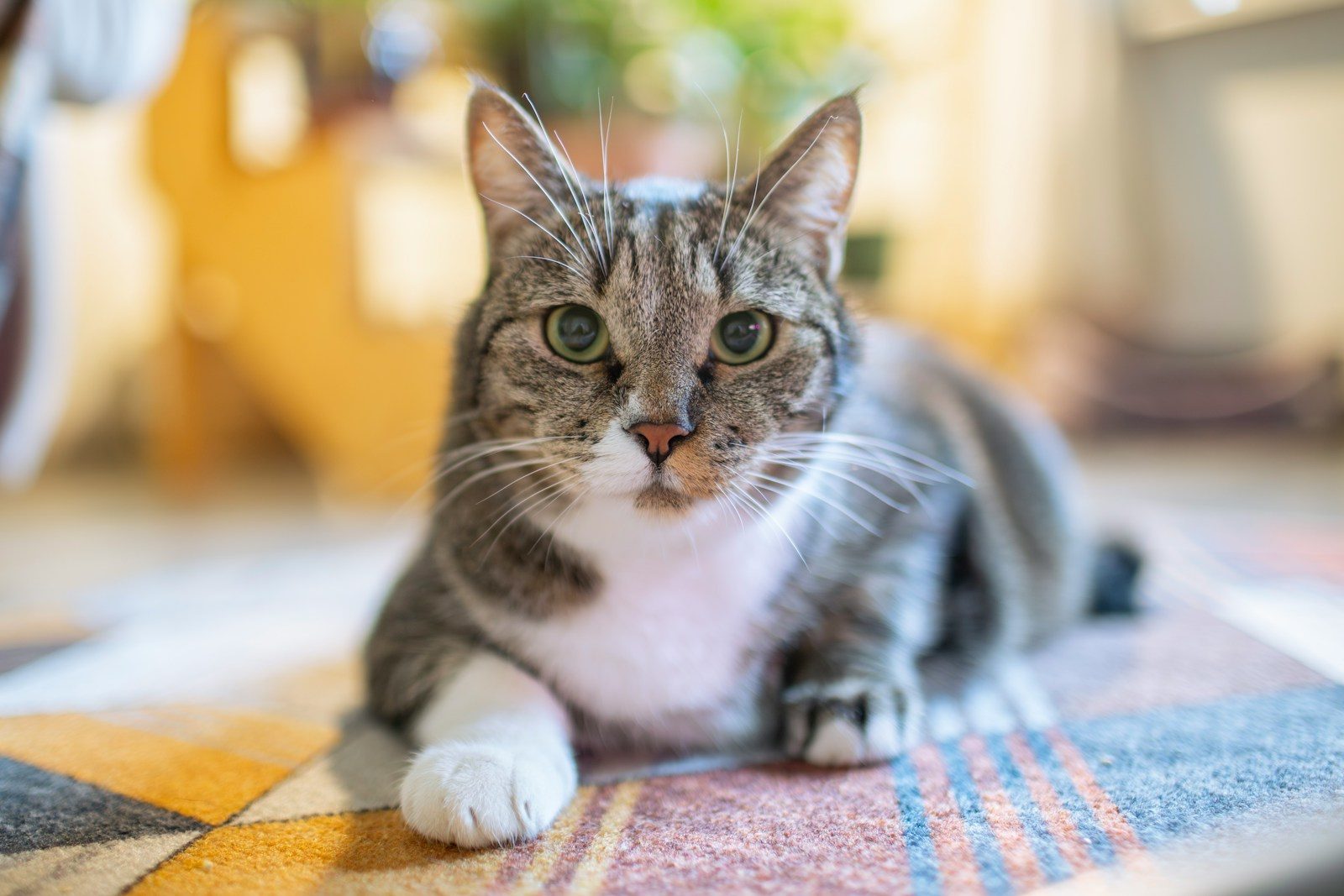 Why a rescued street cat shocked her new family