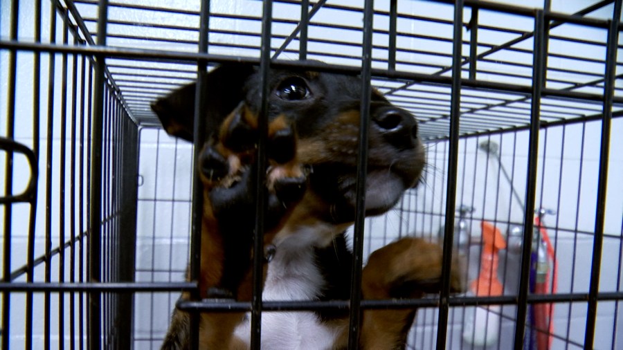 Evansville Animal Care and Control closer to reaching no-kill shelter ...