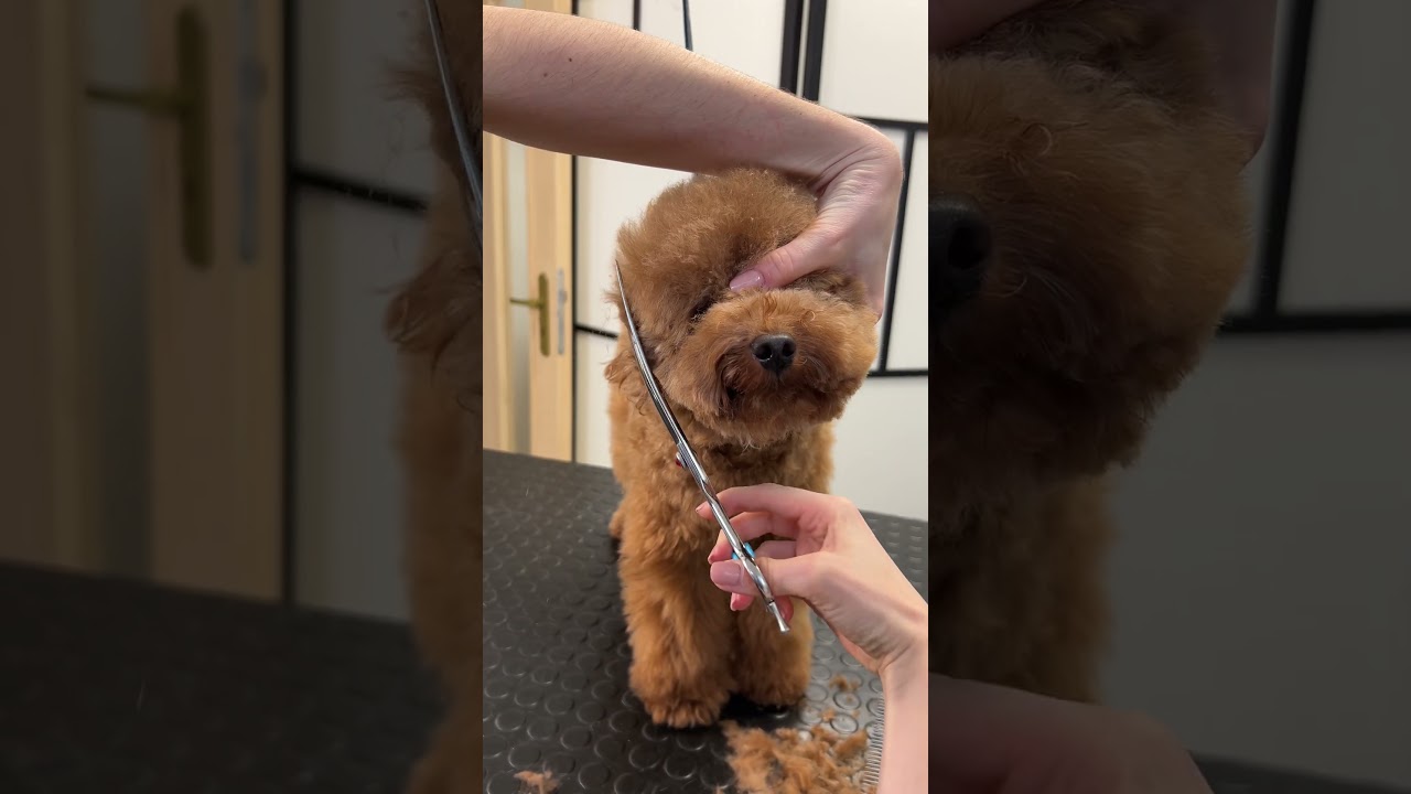 Adorable poodle makeover: Head & face grooming transformation!