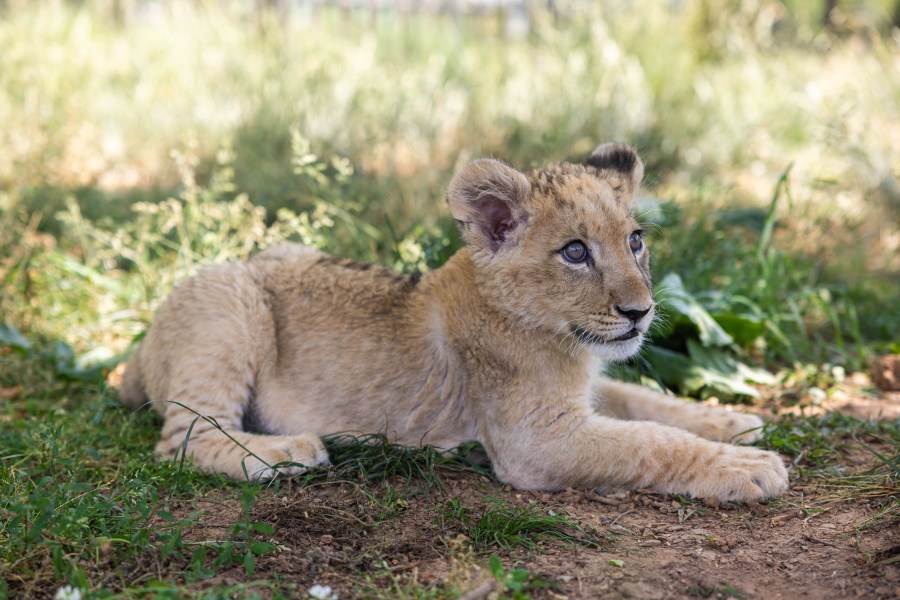 Zoo Knoxville’s newest lion cub gets a name