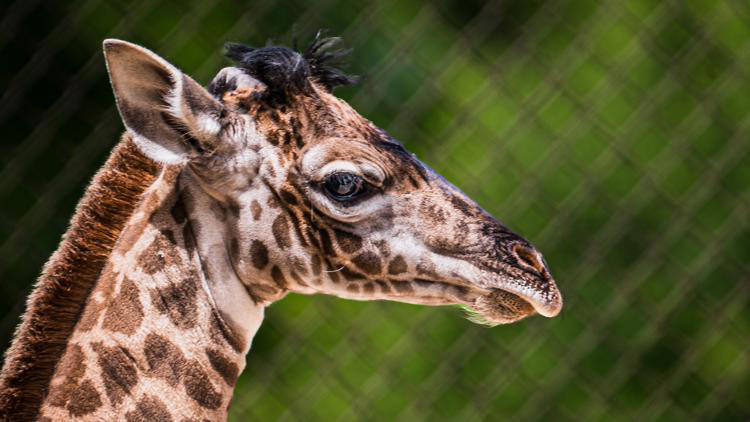 Louisville Zoo names baby Masai giraffe after longtime zookeeper