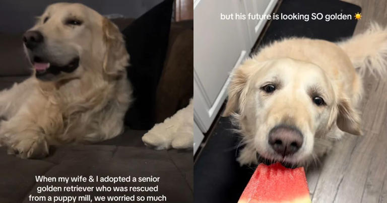 Senior rescue golden retriever gets the life mom once thought was out ...