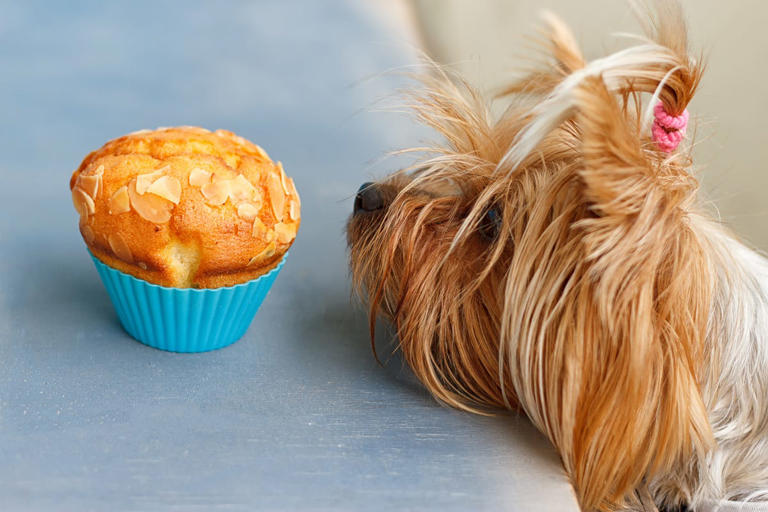 These trendy girl dog names are catching on fast