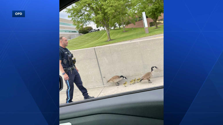 Geese slow traffic as Omaha police officer escorts family to safety