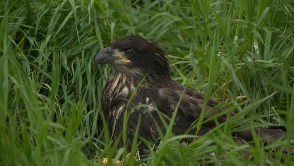 Injured eaglet saved after nest falls in Sunday night storms