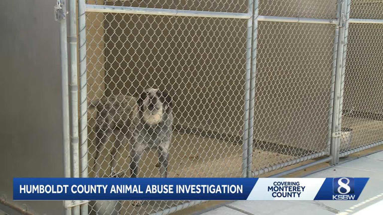85 Monterey County dogs sent to 'no-kill' rescue tied to dog shooting ...