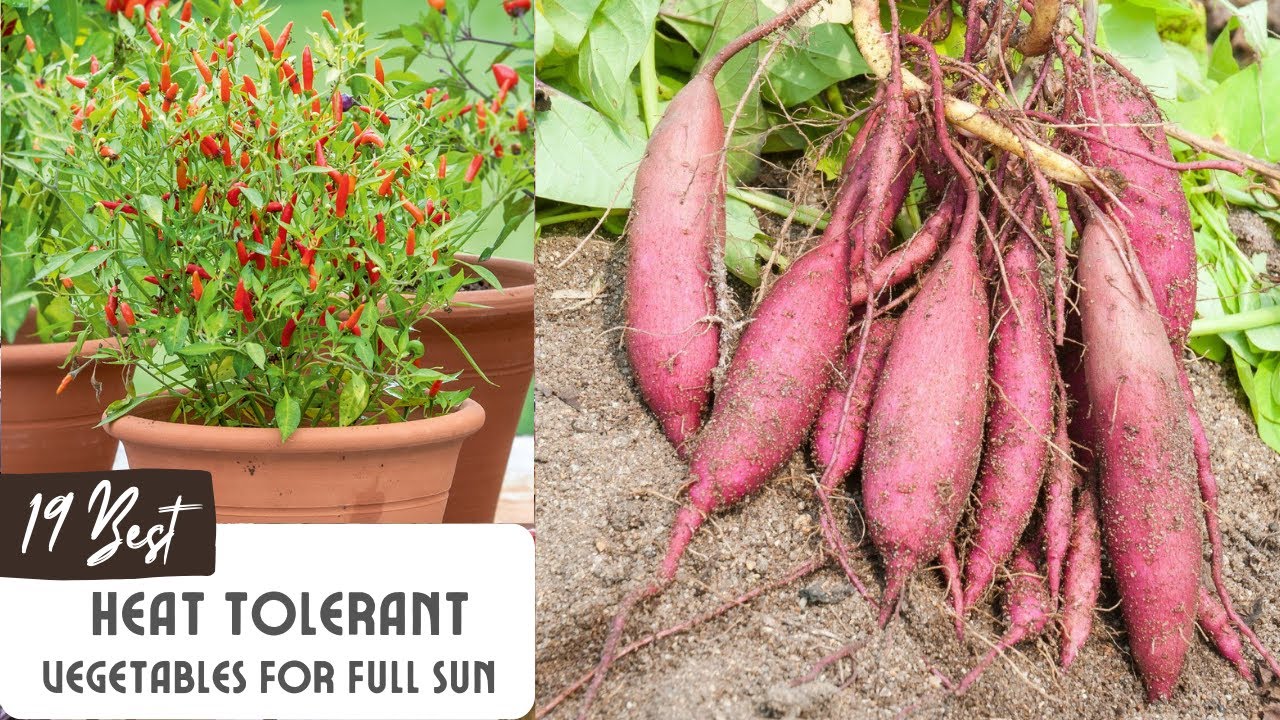 19 best heat tolerant vegetables for full sun gardens