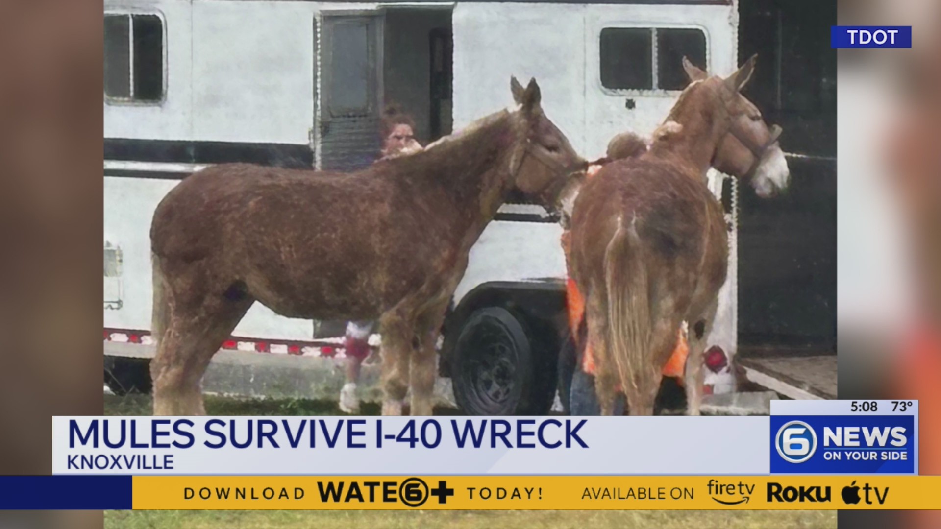 Pair of mules survive tractor-trailer crash in Knoxville