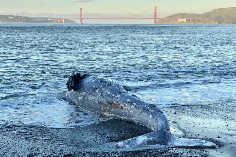 Whales keep dying in San Francisco Bay. Can AI save them?