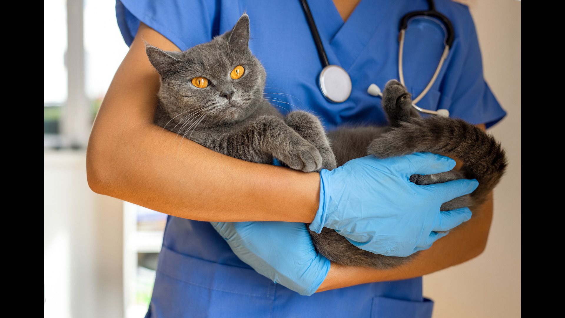 The most common illness in cats
