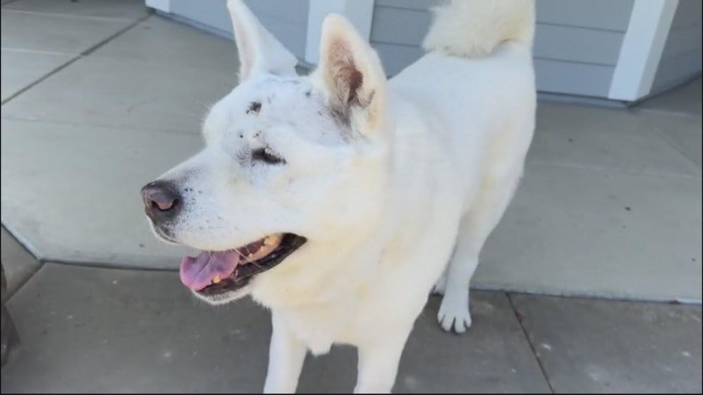 Pet dog survives mountain lion attack outside its Glendora home