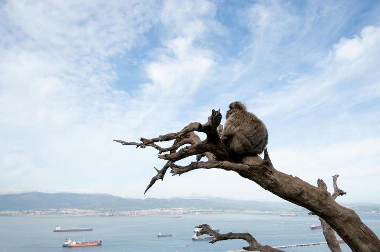 Gibraltar monkeys eat soil in junk food detox: study
