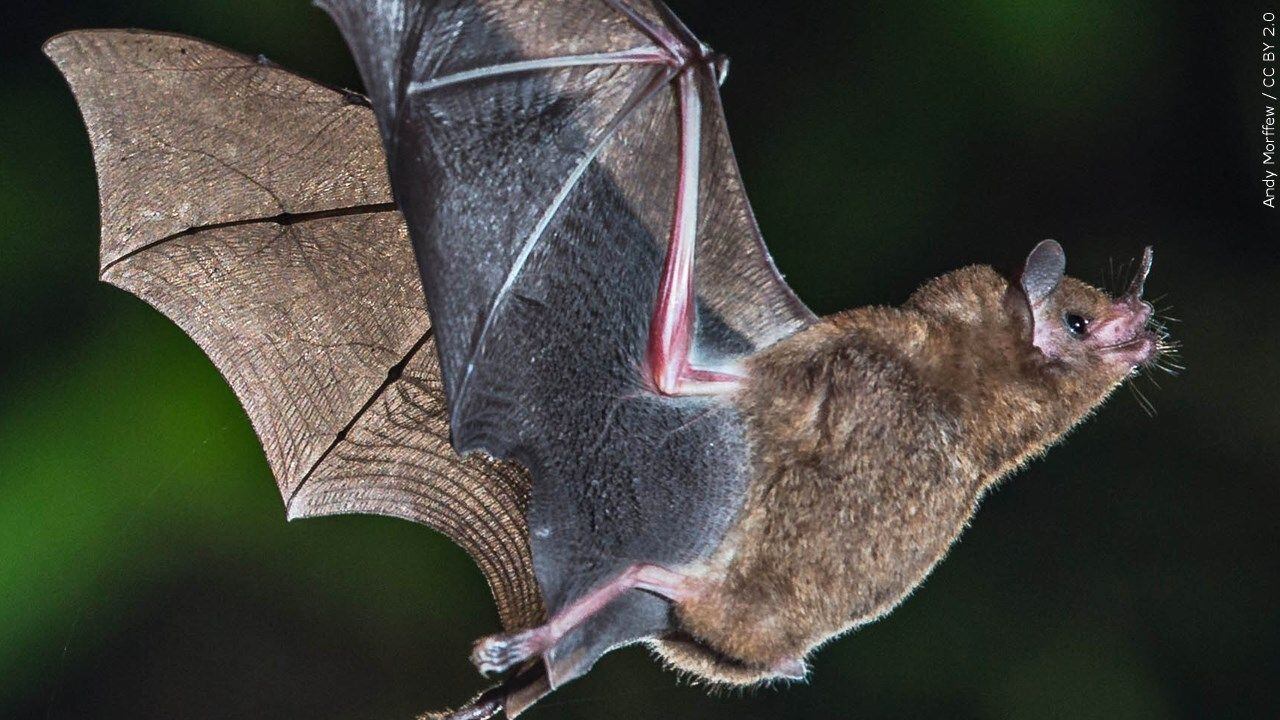2 bats found in El Paso County test positive for rabies