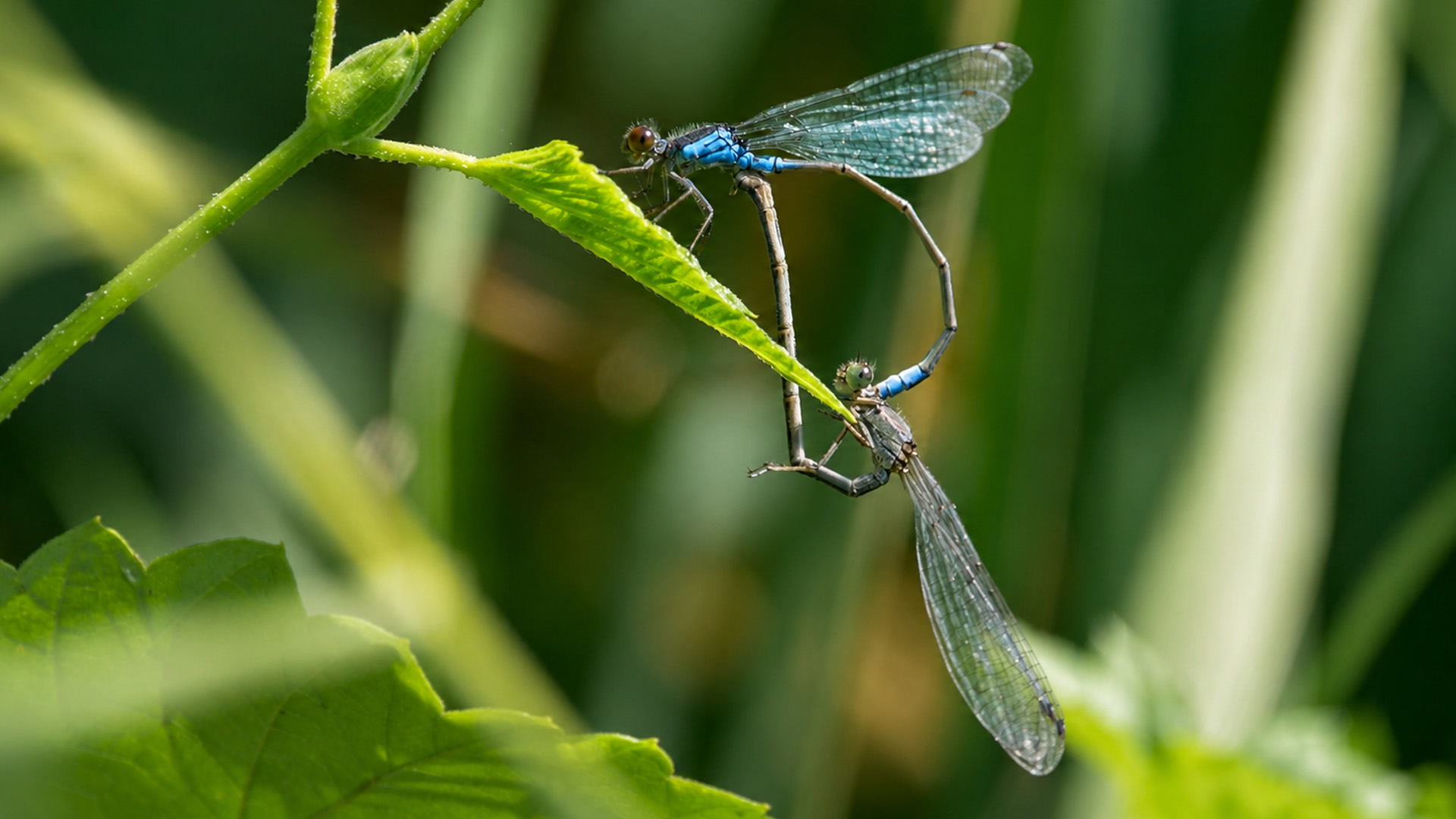 Unexpected insect activity captured by a macro nature camera