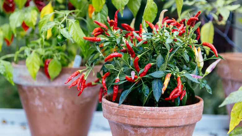 9 foods you should never pair with coffee