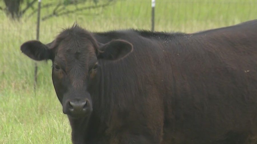 $20k worth of cattle stolen from Cass County farmer, police investigating