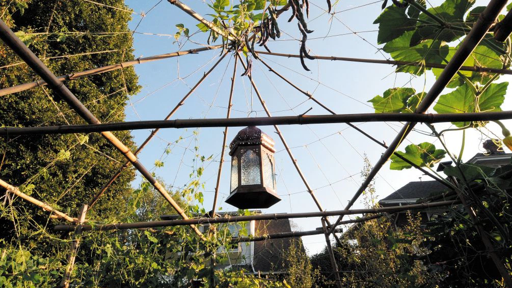 Grow more beans in less space