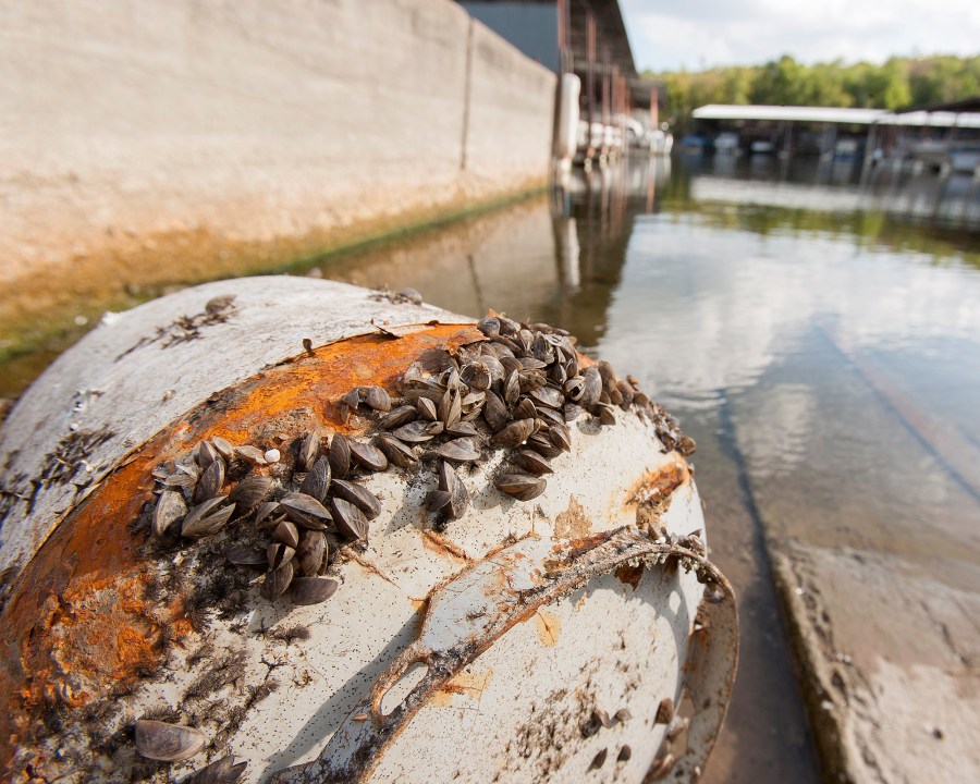 TPWD urging boaters to protect against invasive species ahead of ...
