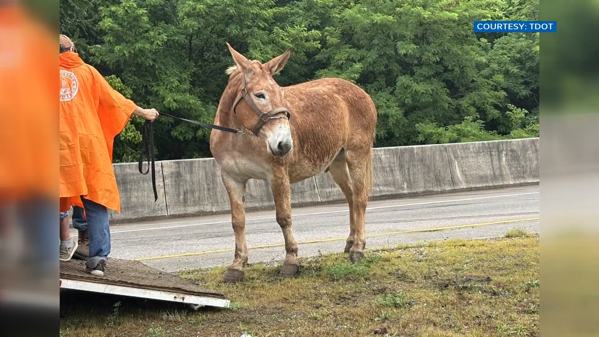 Mules rescued after their tractor trailer jack-knifed