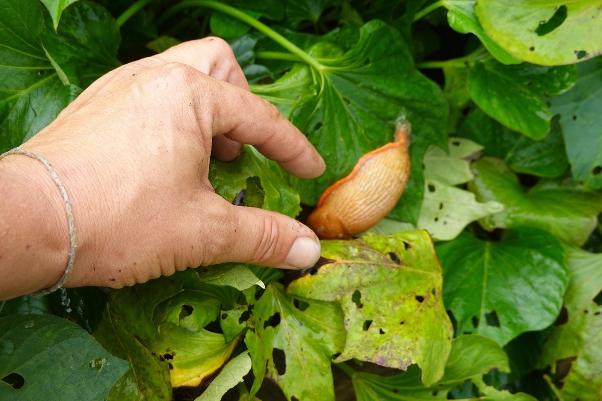 Limaces dans le potager : la planche en bois à poser ce soir qui les ...