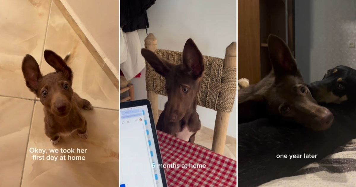 Rescue Dog Was Once a Stray Pup When She Ran up to Strangers & Found a Home
